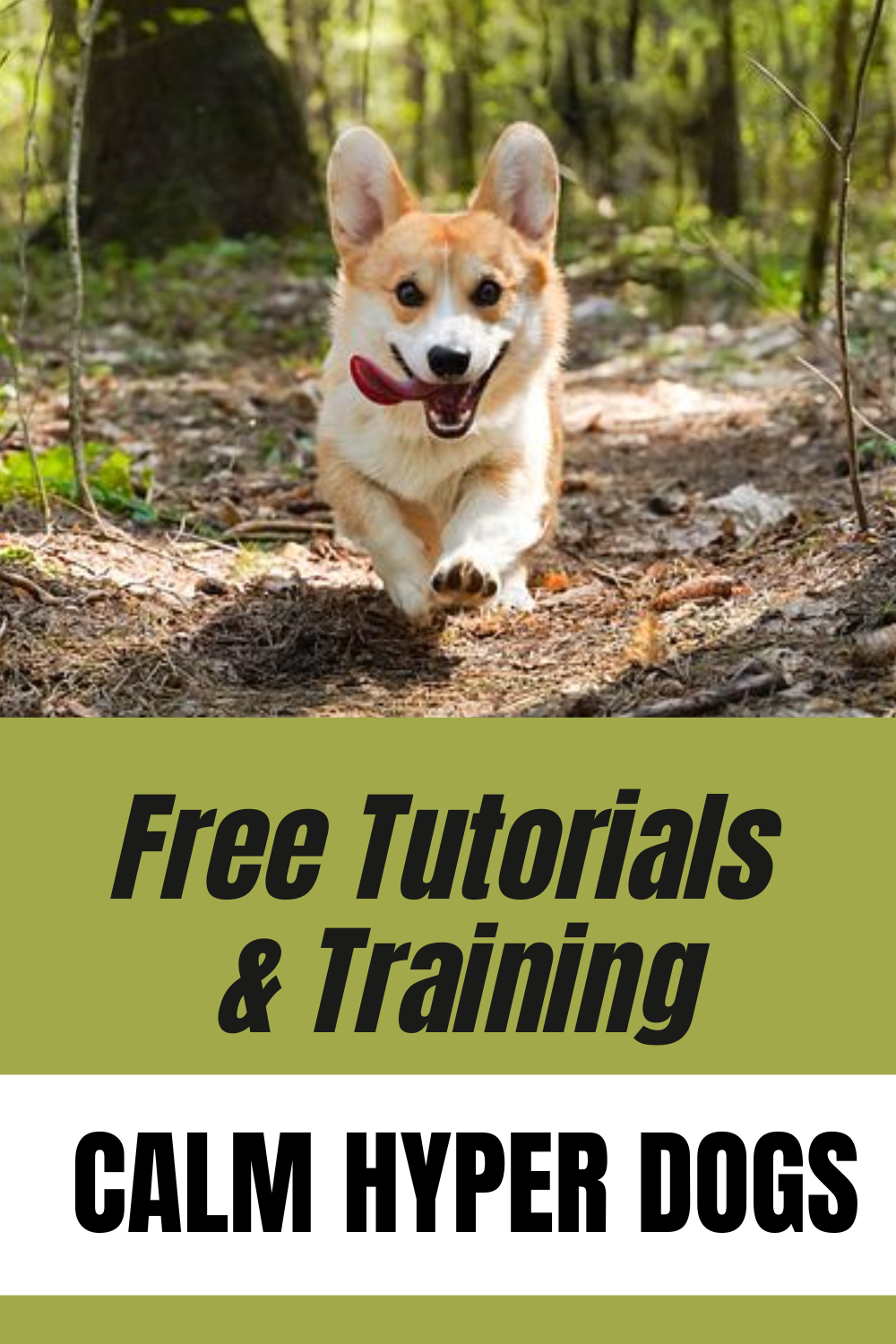 How to Calm a Hyper Dog - Free Tutorials and Training