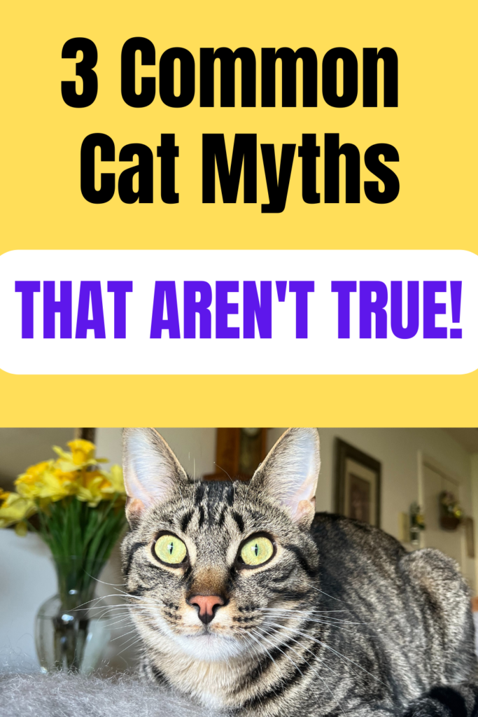 6 Myths About Cats and Dogs - Did You Think These Were True?