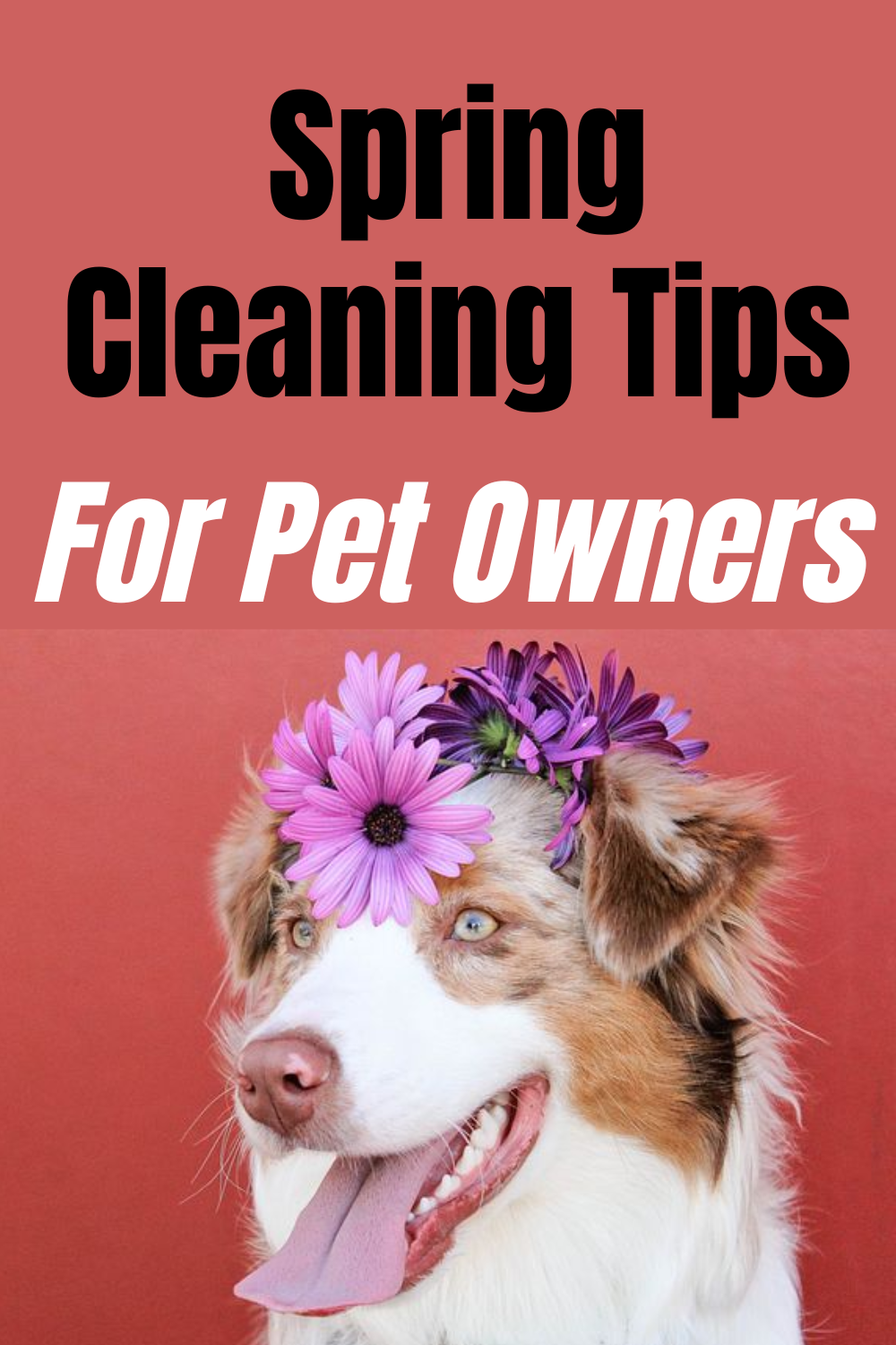 Spring Cleaning Tips for Pet Owners - Tips and Safety