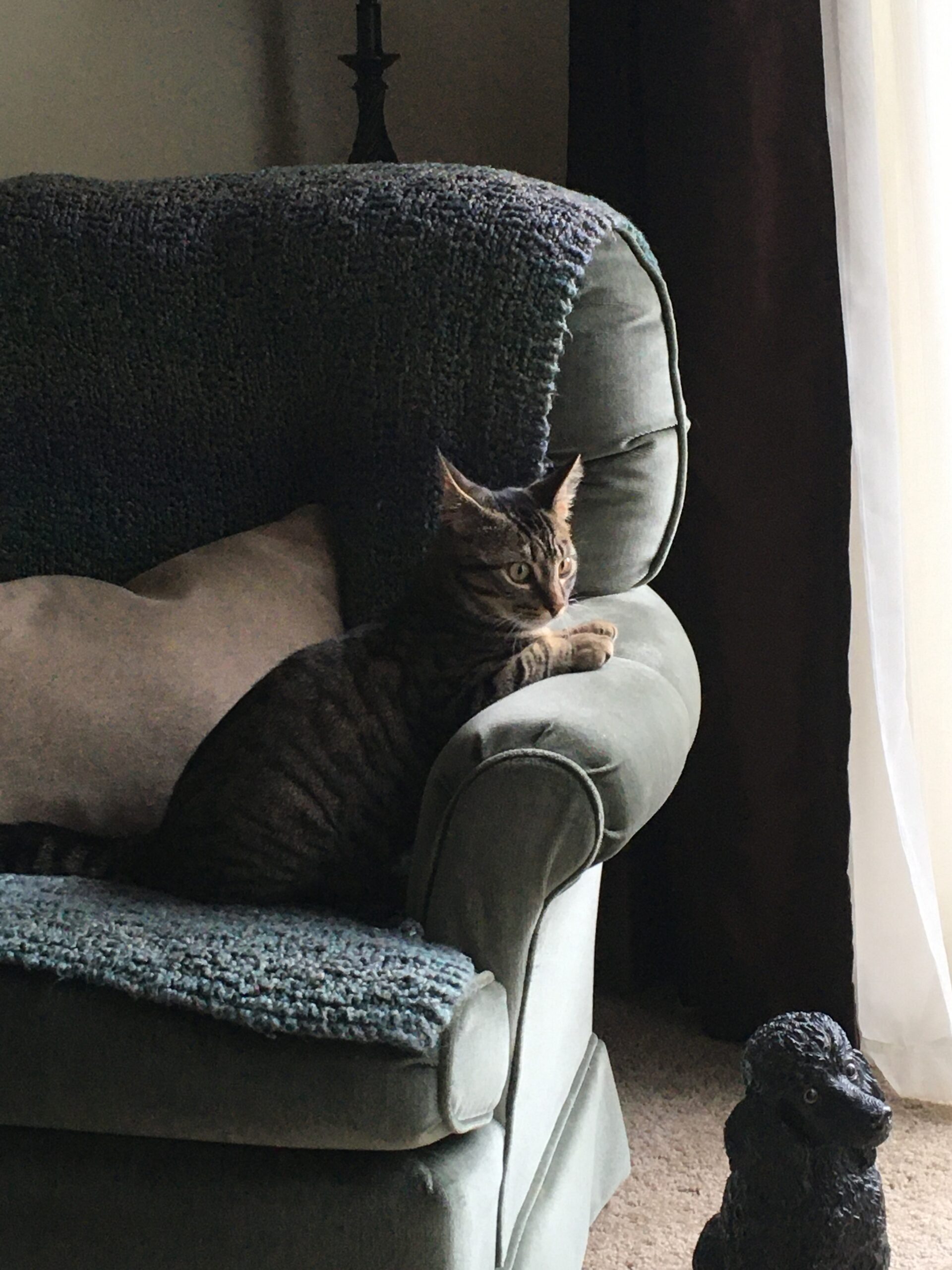 How Do Cats Show Love? - 10 Ways Cats Say "I Love You!"