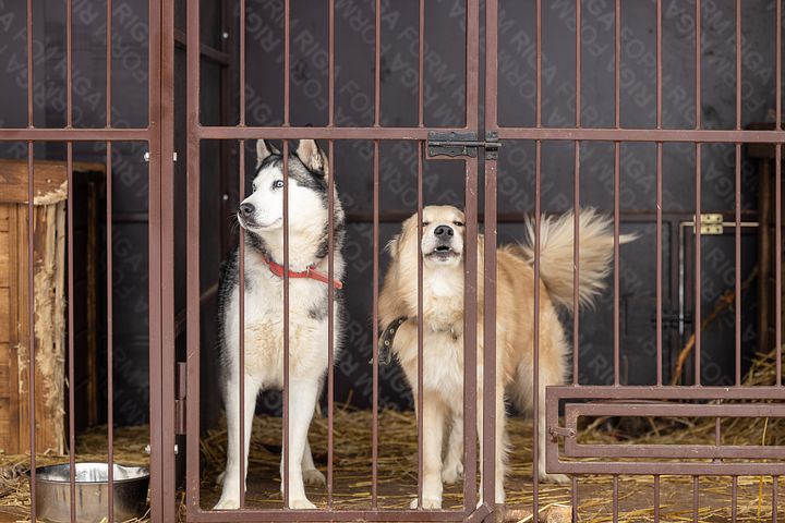 Dangerous Dog Behavior: Solving Serious Dog Aggression