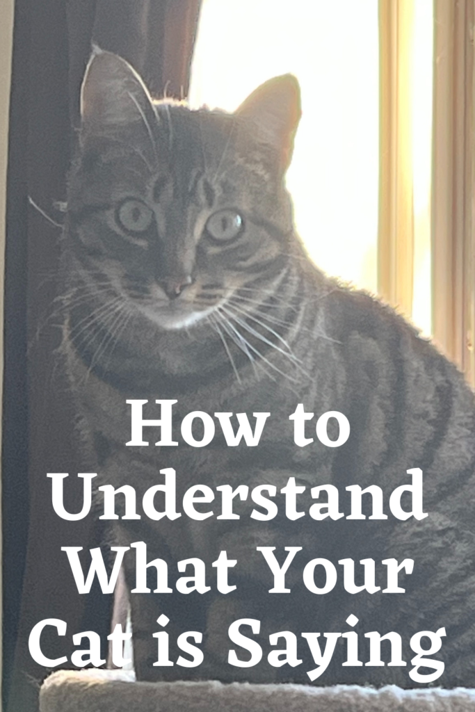 How to Understand Cat Language - Cat Language Bible Review
