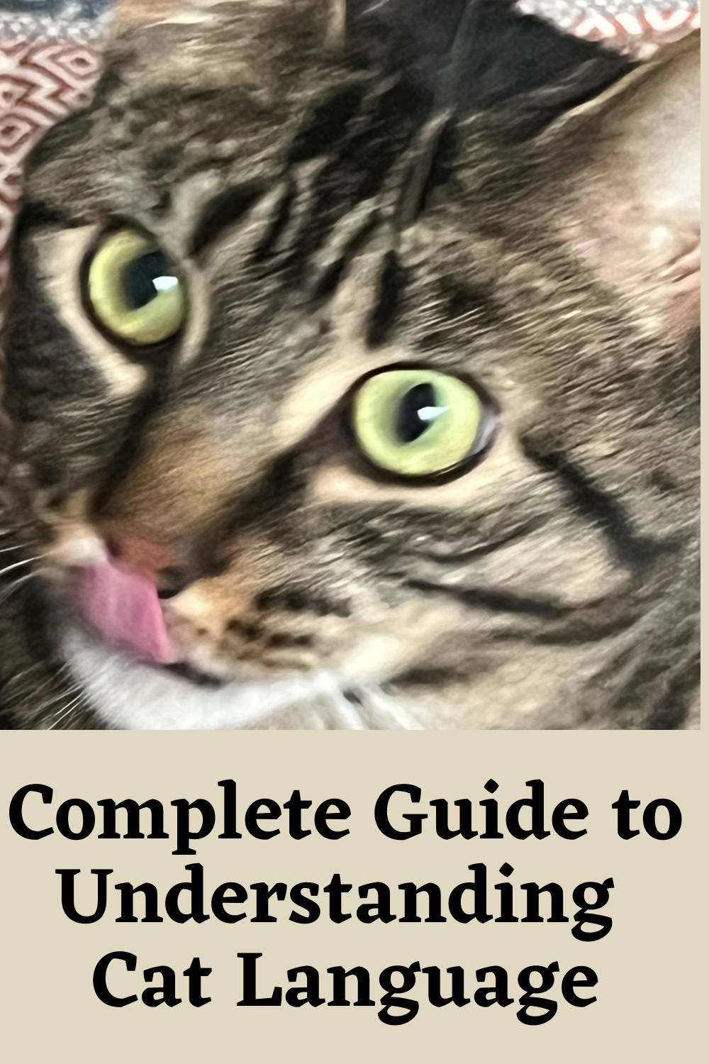 How to Understand Cat Language - Cat Language Bible Review