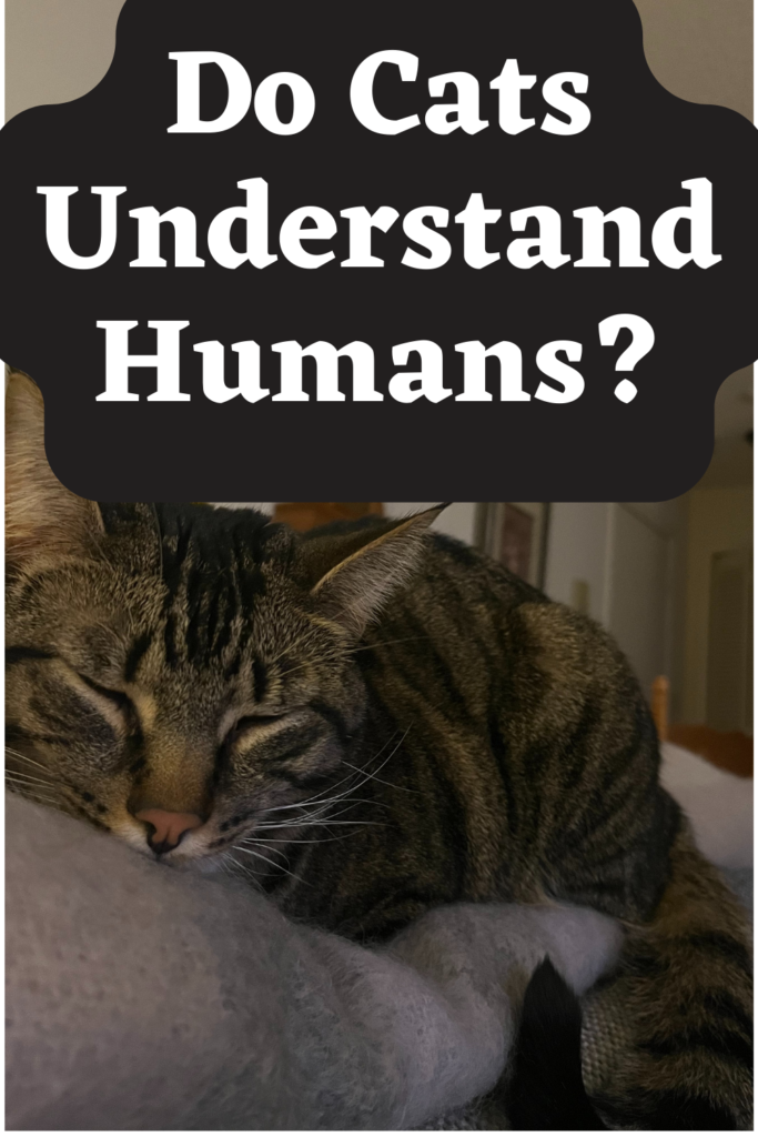 How to Understand Cat Language - Cat Language Bible Review