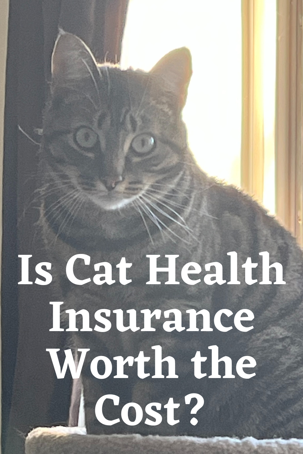 Is Cat Health Insurance Worth the Cost? - I Was OK Until...