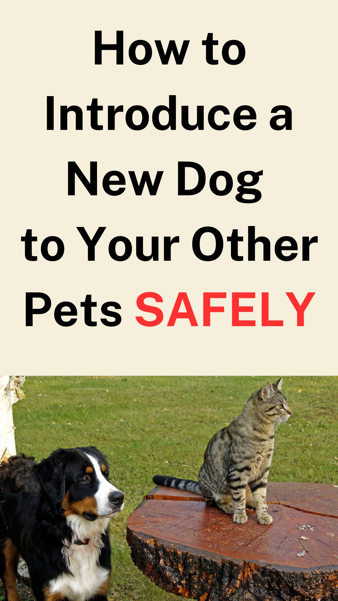 How to Introduce a New Dog to Other Pets - Calmly and SAFELY