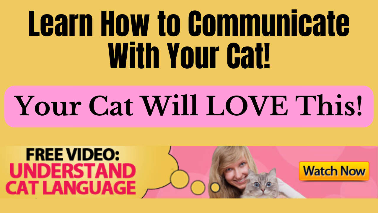 How to Bond With Your Cat - How to Build a Loving Connection
