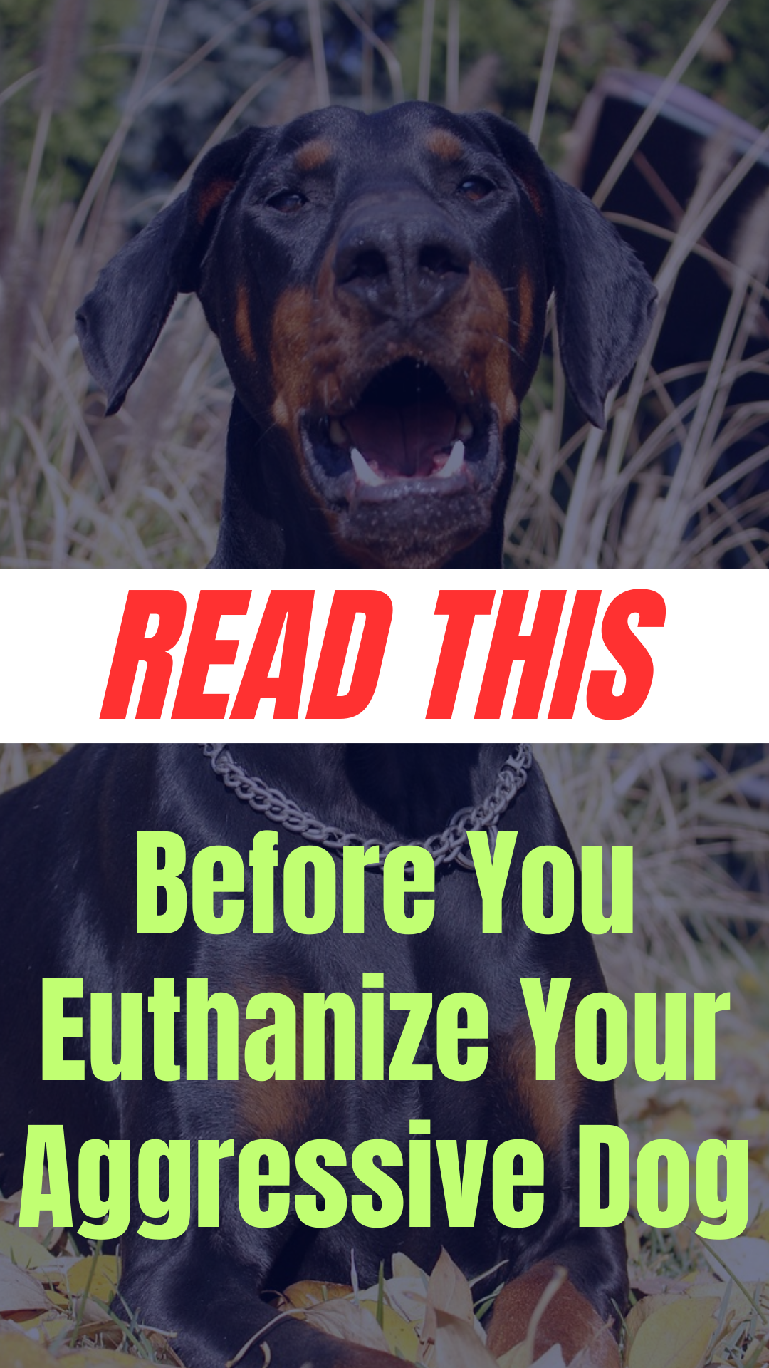 Aggressive Dog Behavior Explained - Training to Calm an Aggressive Dog