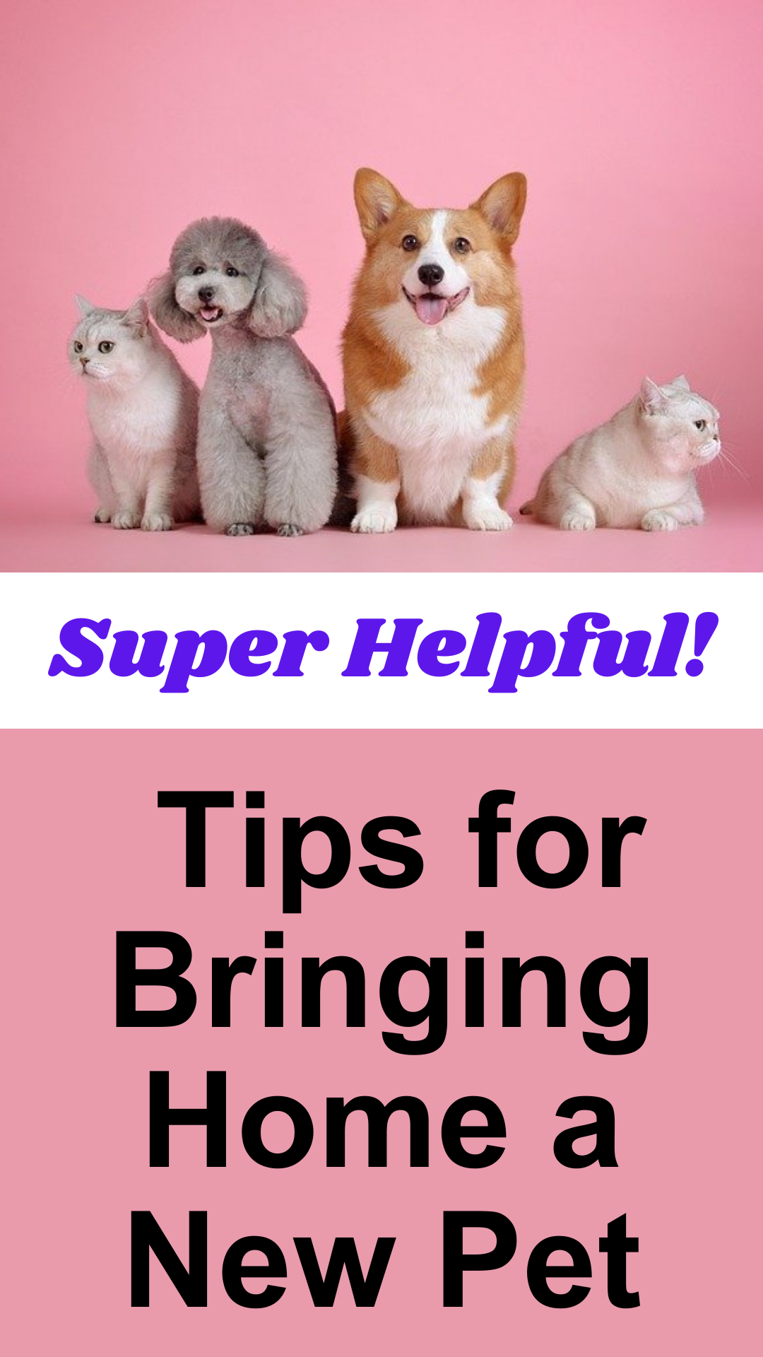 Bringing Home a New Pet - How to Have a Perfect Beginning