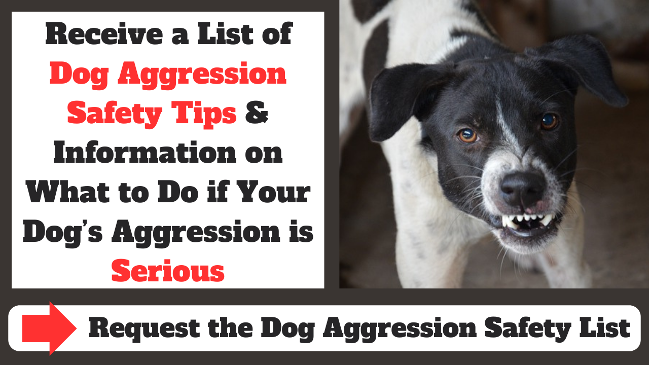 Aggressive Dog Behavior Explained - Training to Calm an Aggressive Dog