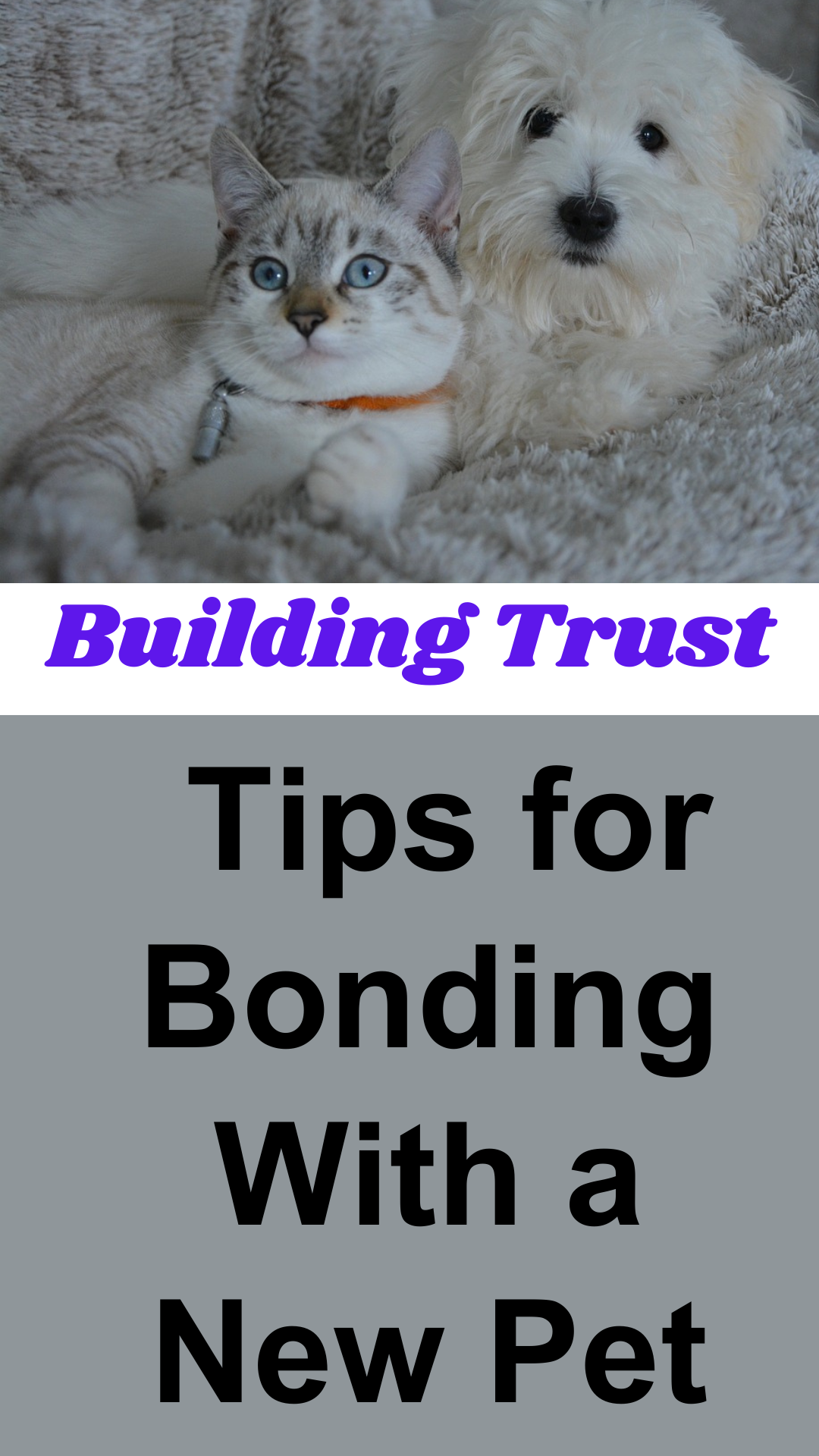 Bringing Home a New Pet - How to Have a Perfect Beginning