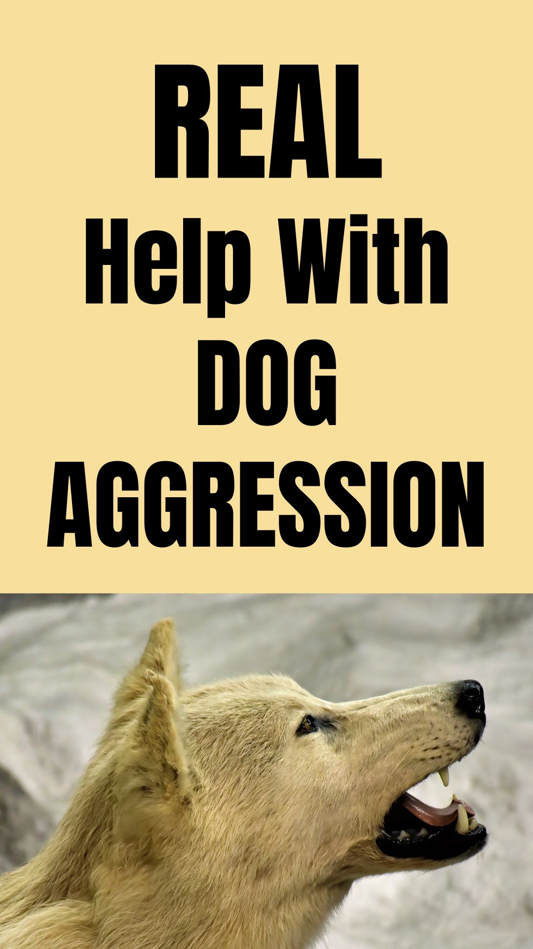 Help With Dog Aggression - How to Keep Everybody SAFE
