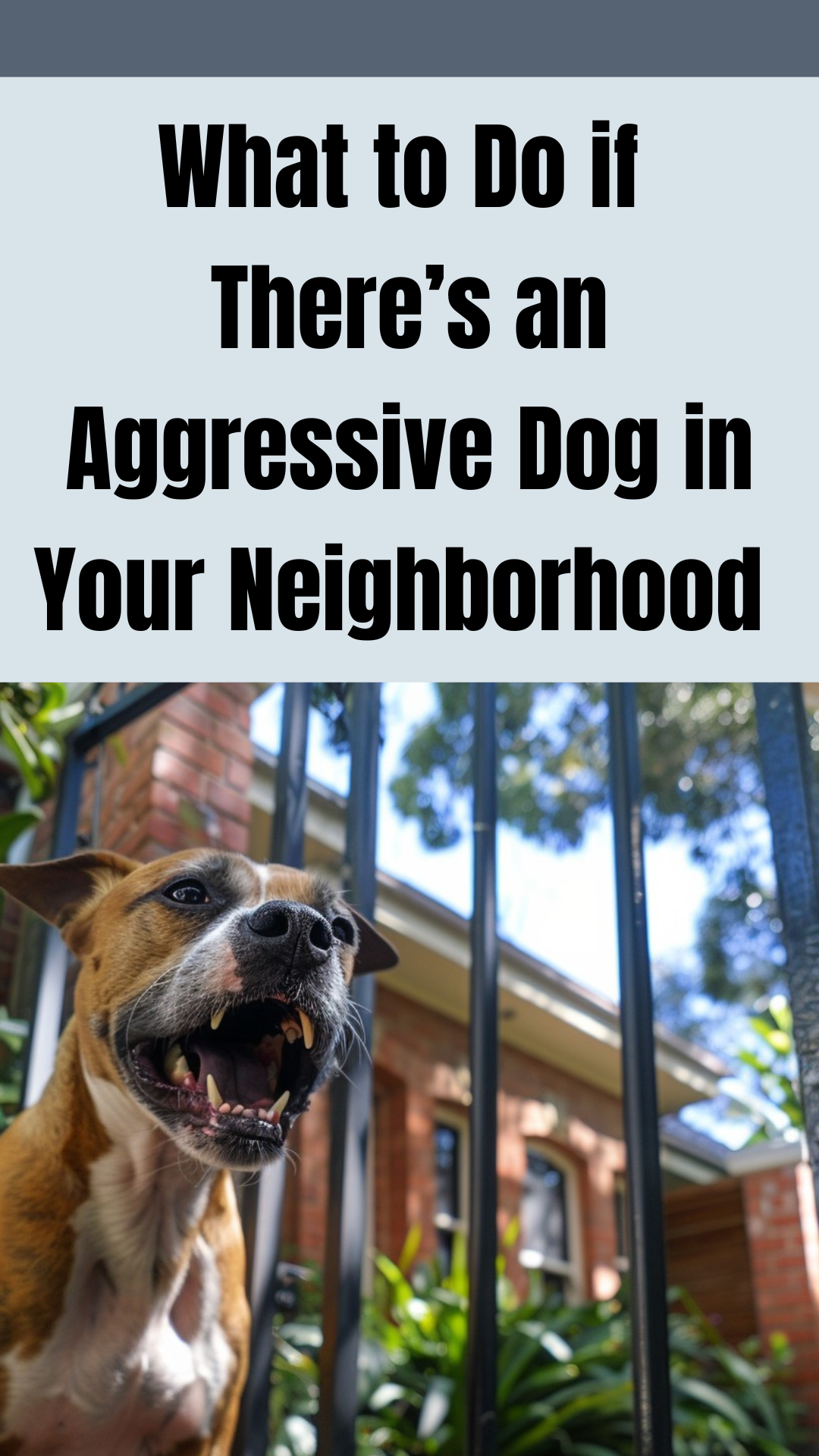 How to Deal with Aggressive Dogs - What to Do and NOT Do
