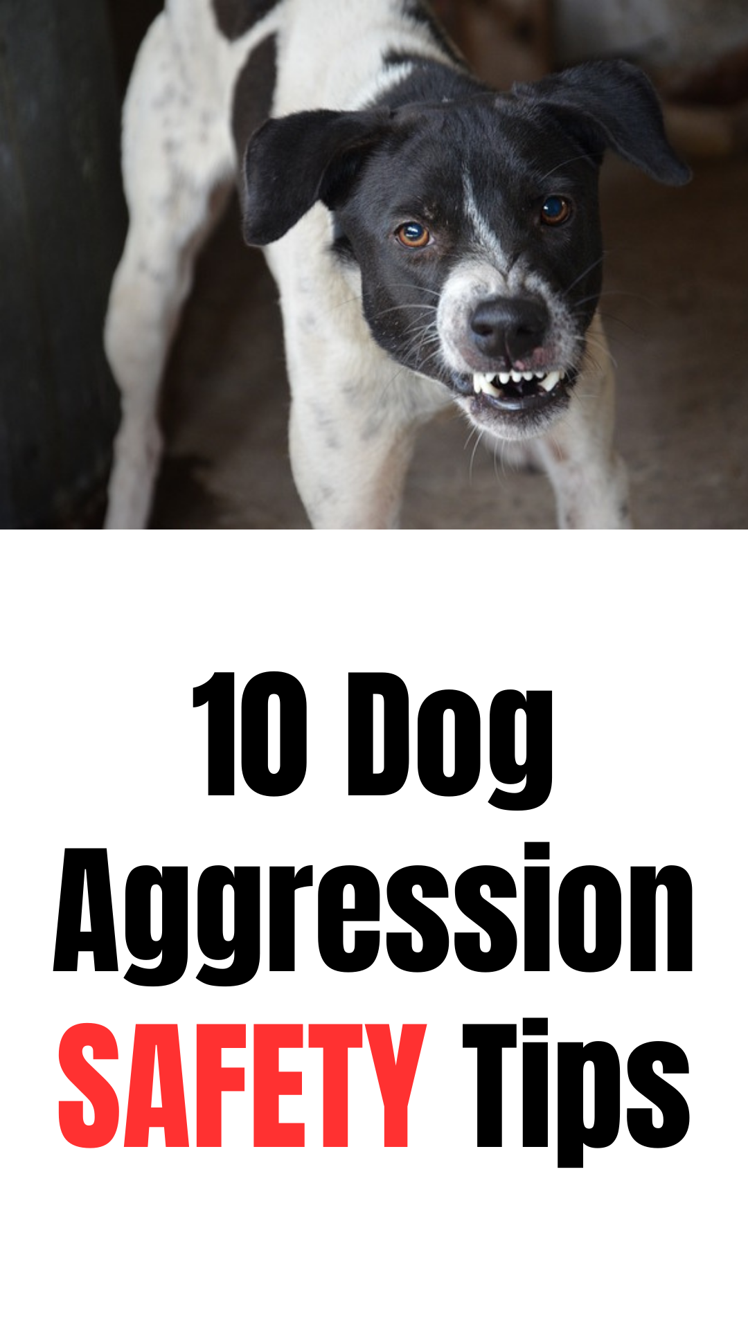 Help With Dog Aggression - How to Keep Everybody SAFE