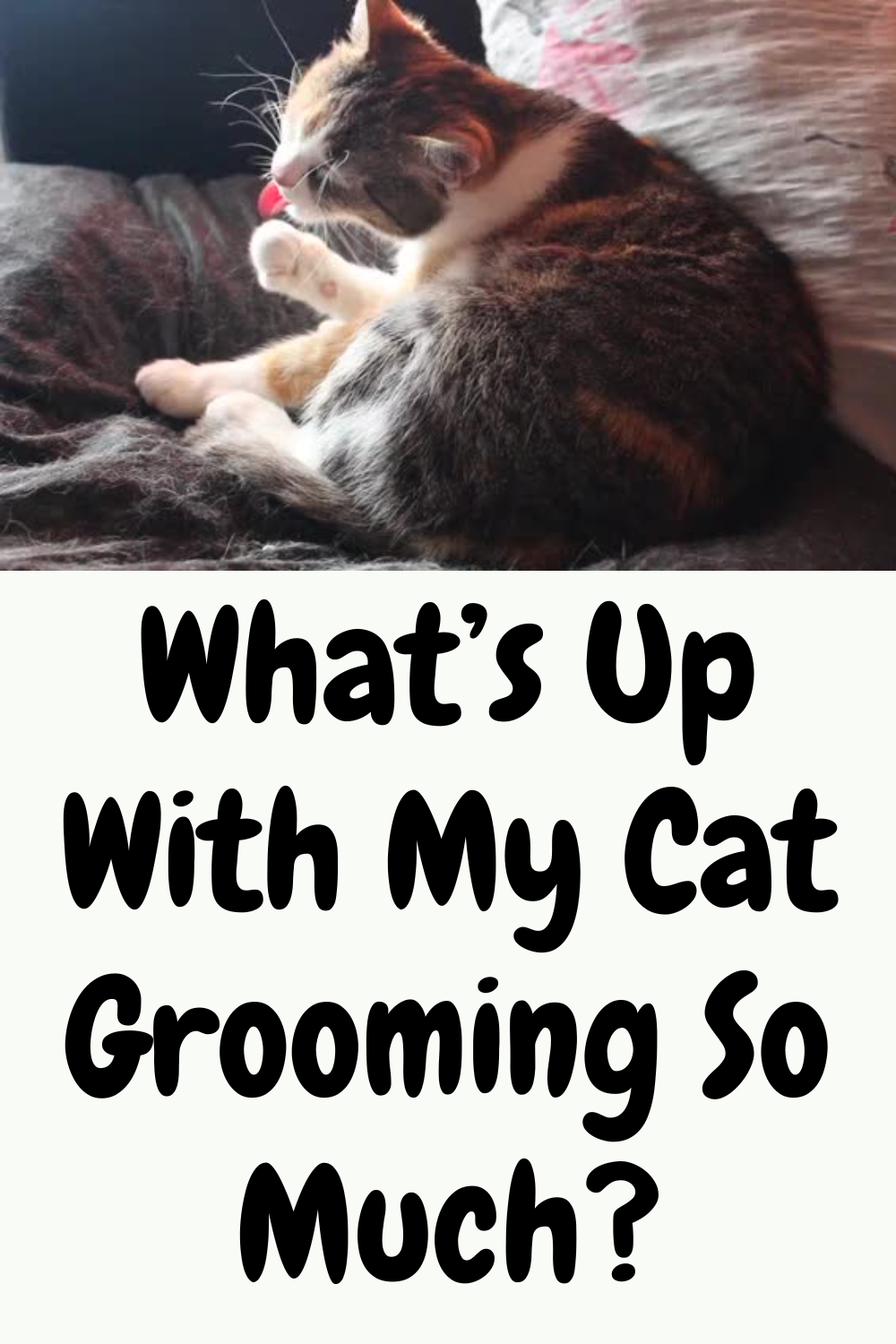 Excessive Grooming in Cats - 4 Reasons for Cat Overgrooming