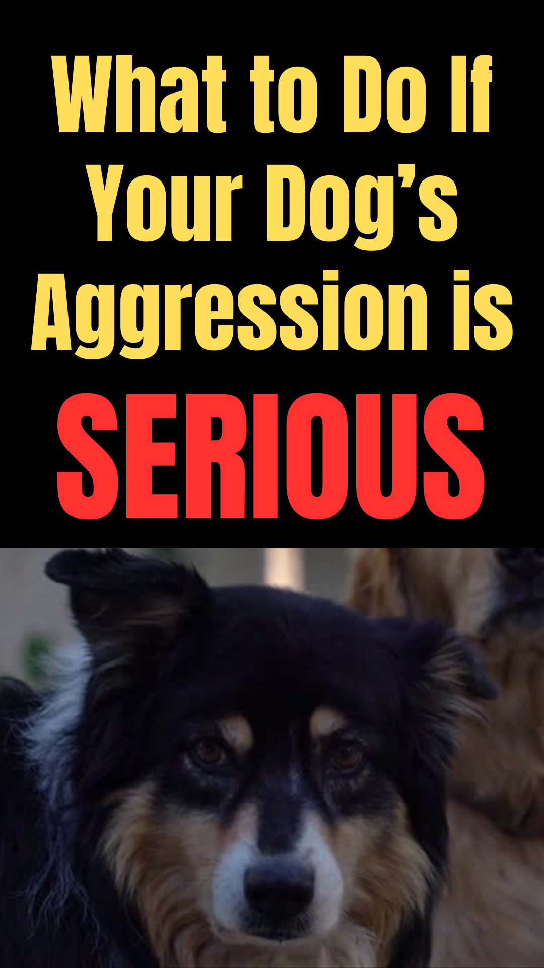 Help With Dog Aggression - How to Keep Everybody SAFE
