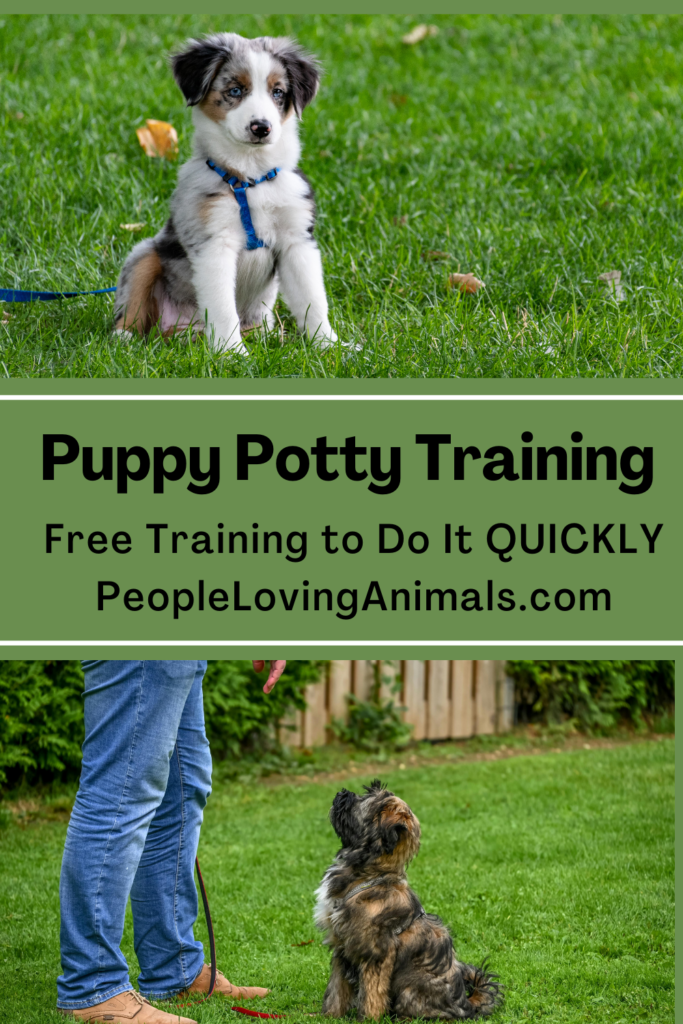 How to House Train a Dog - Easy to Follow and FAST!