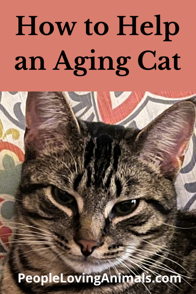 How to Help an Aging Cat - Don't Make Your Cat Struggle!