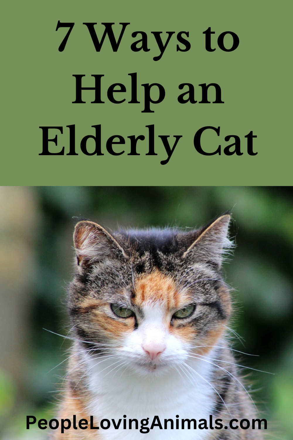 How to Help an Aging Cat - Don't Make Your Cat Struggle!