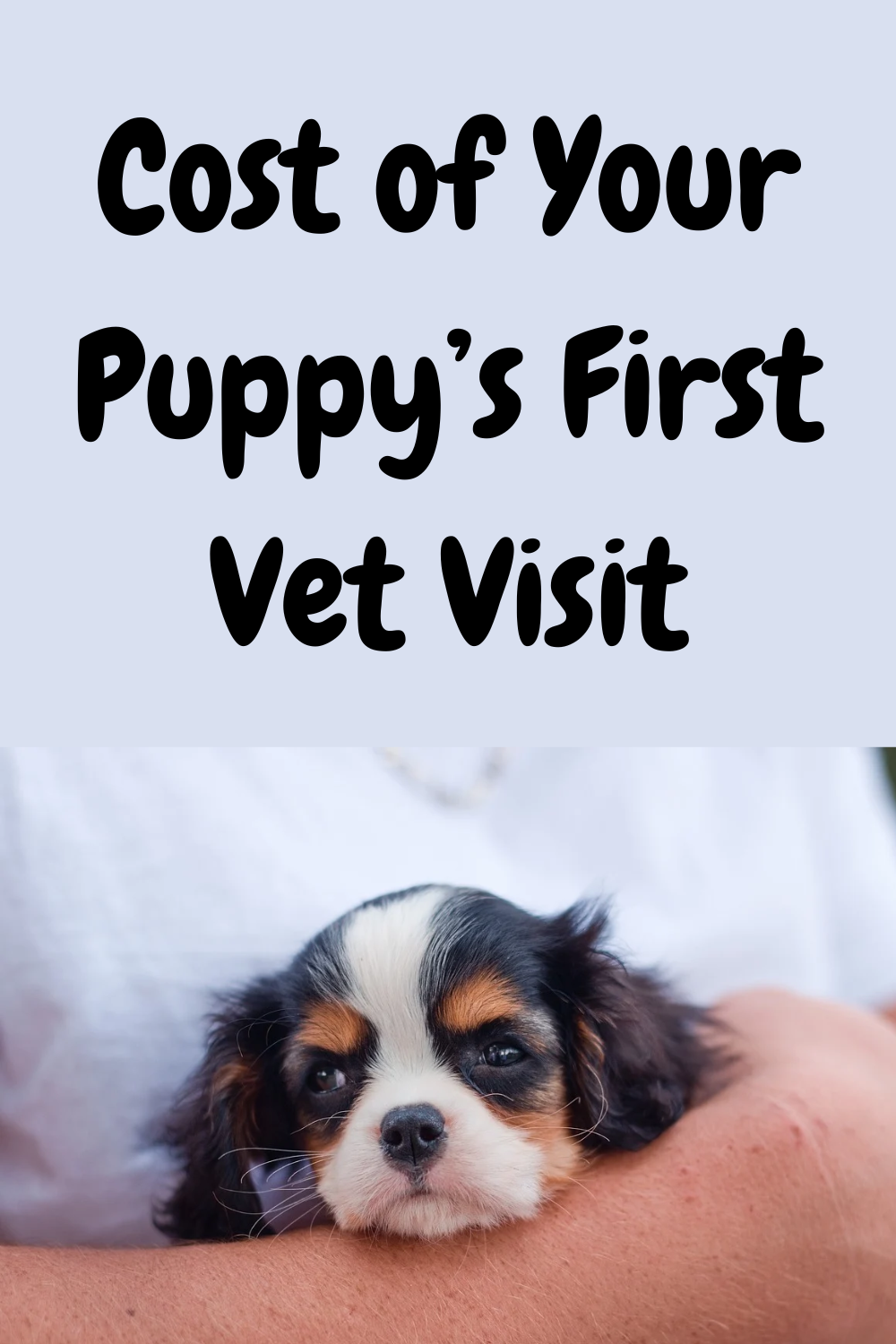 First Time Vet Visit for Your Puppy - What to Expect