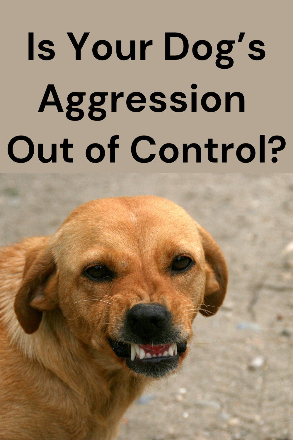 Manage and Stop Dog Aggression - Effective, Easy-to-Follow Training
