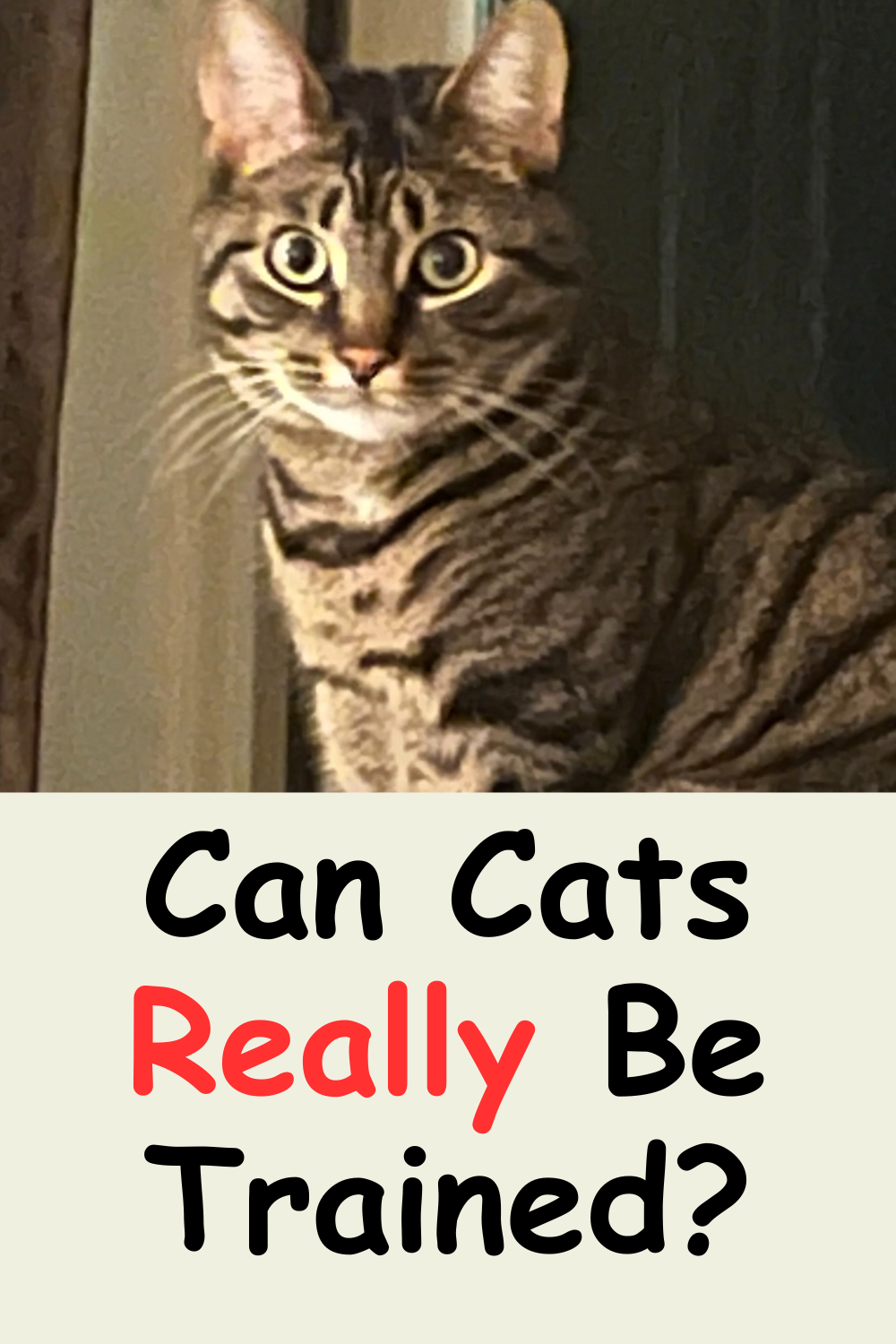 How to Train a Cat | Steps to Solve Cat Behavior Problems