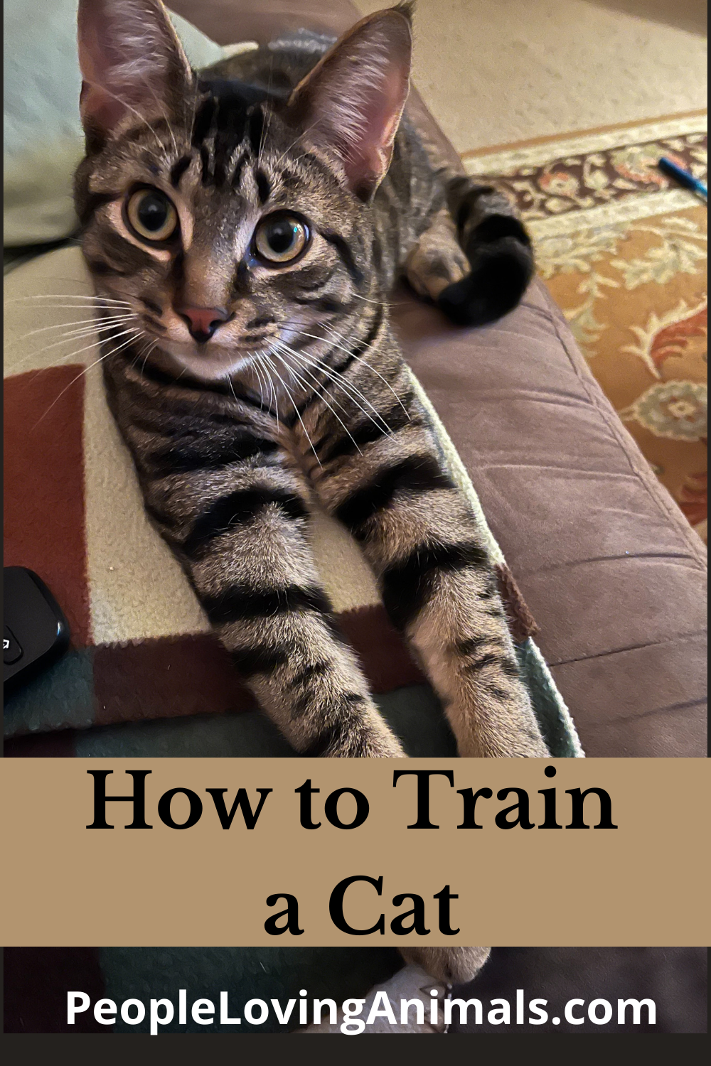 How to Train a Cat | Steps to Solve Cat Behavior Problems