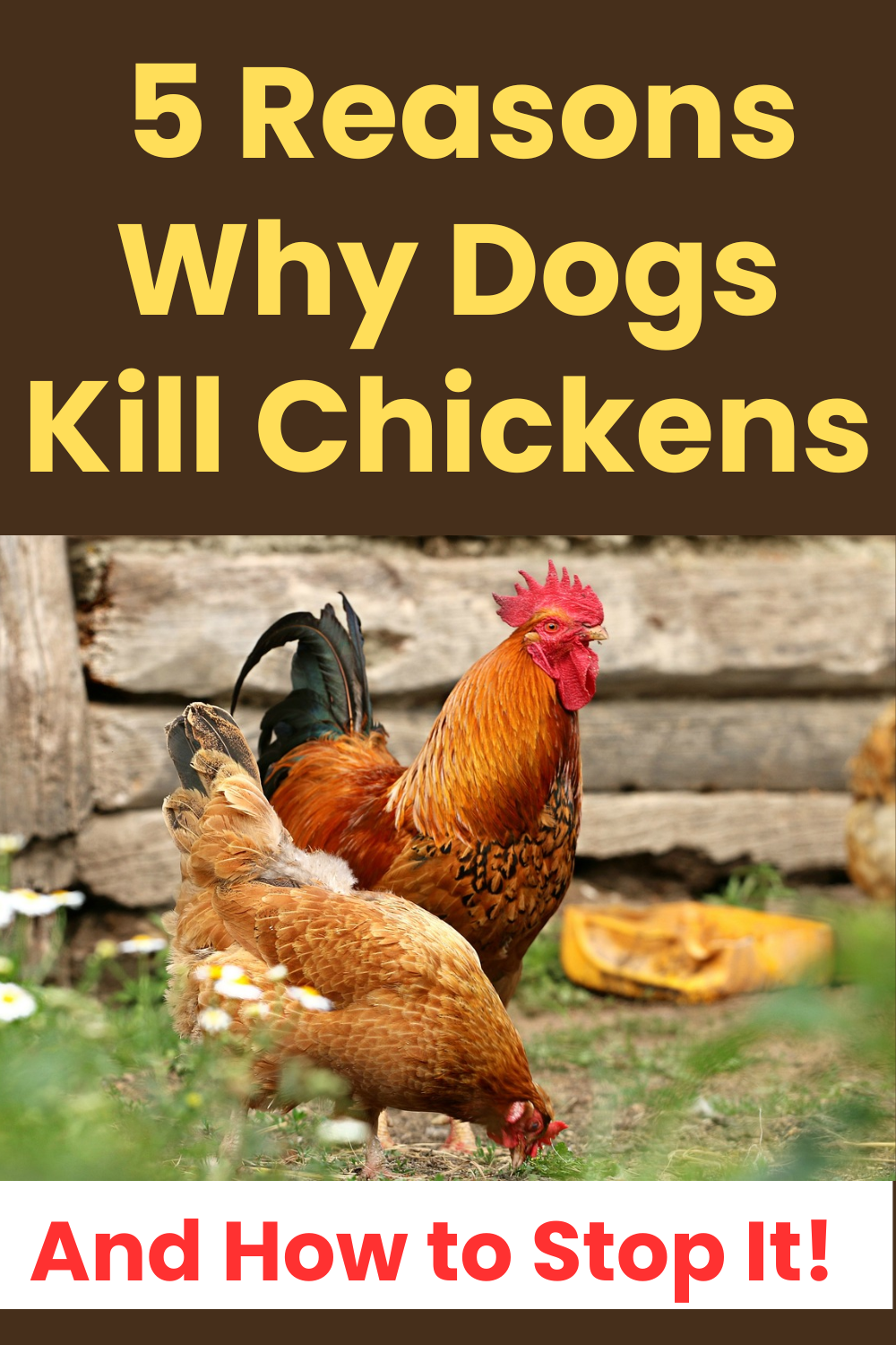 How to Stop a Dog from Killing Chickens - Professional Help!