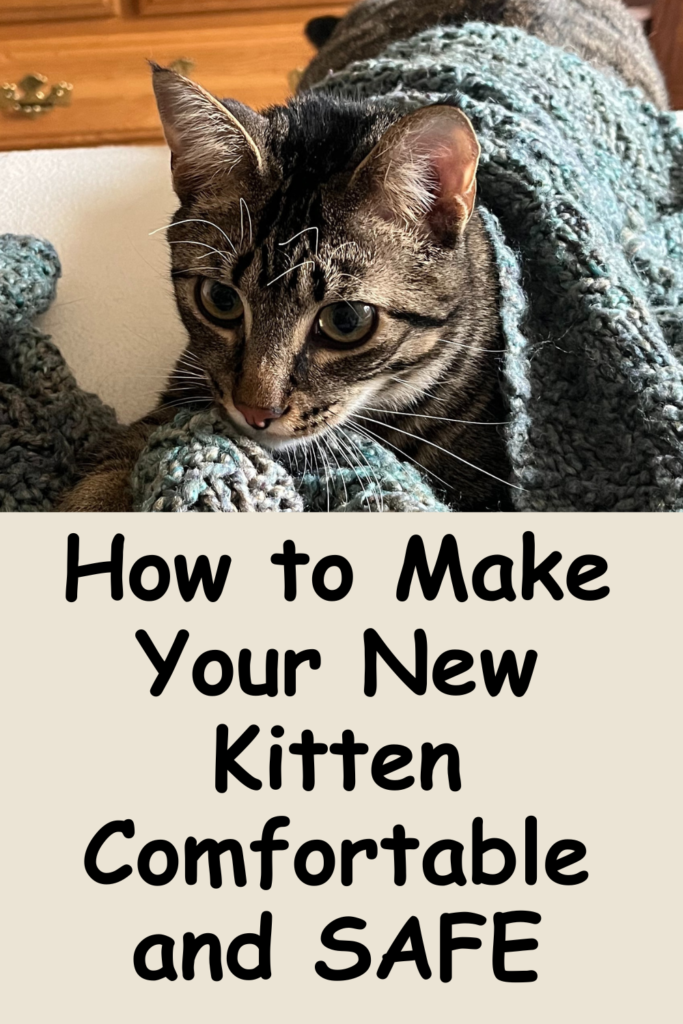 How to Take Care of a Kitten - Step-by-Step Guidance