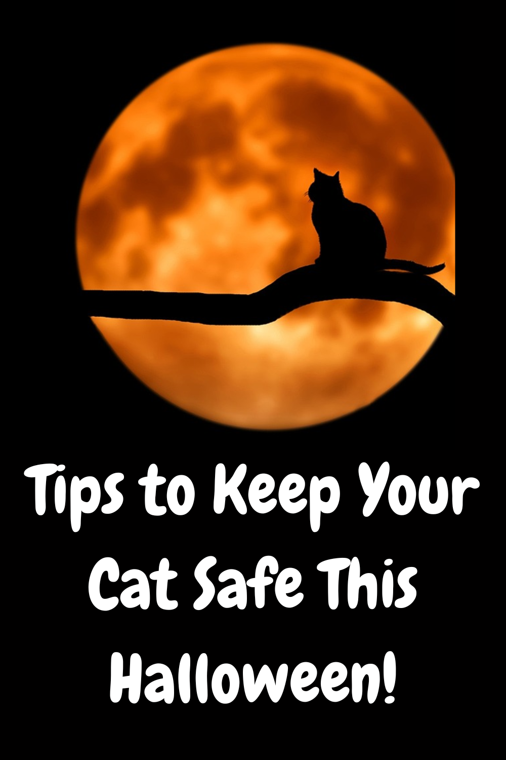 Halloween Safety for Cats - Too Serious to Ignore!