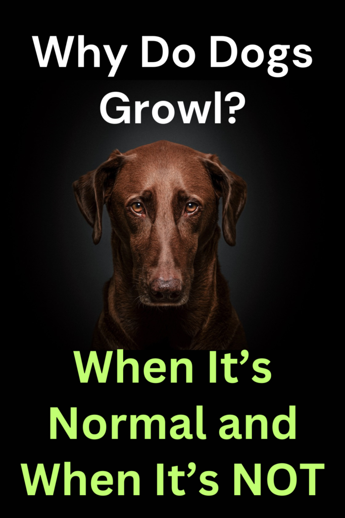 Why Do Dogs Growl? - When It's Normal and When It's NOT