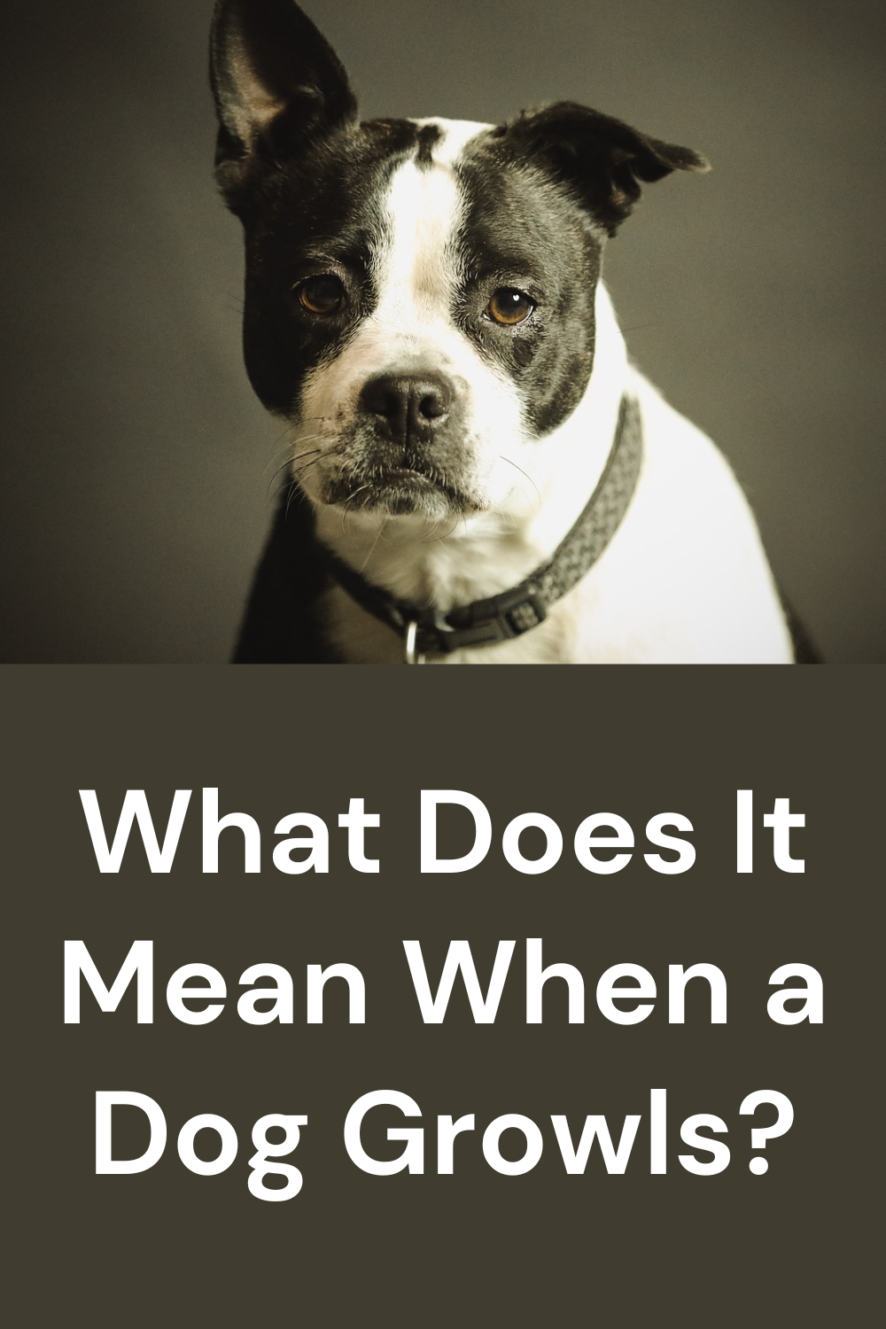 Why Do Dogs Growl? - When It's Normal and When It's NOT