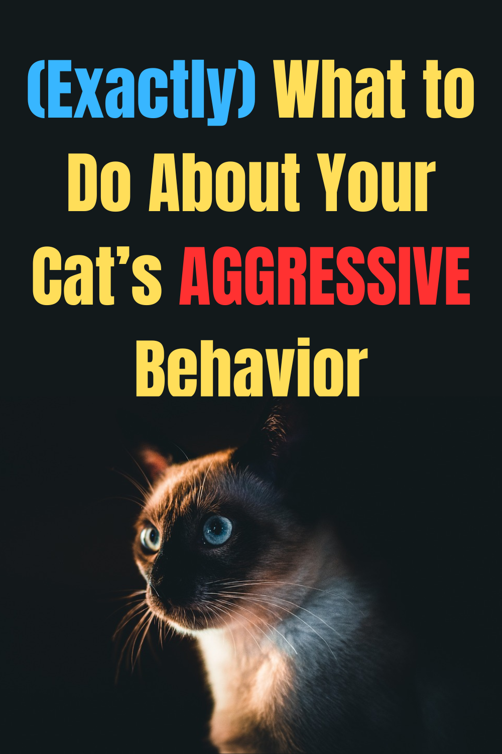 Aggressive Cat Behavior - Don't Get Your Face Scratched Off!