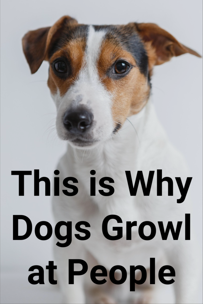 Why Do Dogs Growl? - When It's Normal and When It's NOT