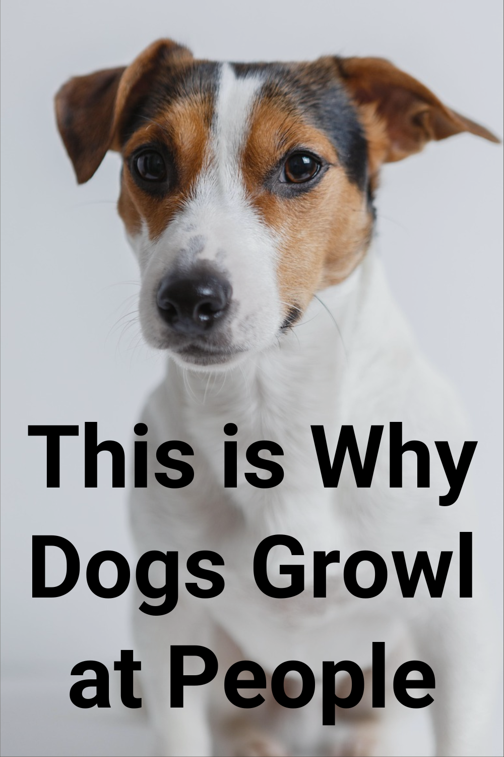 Why Do Dogs Growl? - When It's Normal and When It's NOT