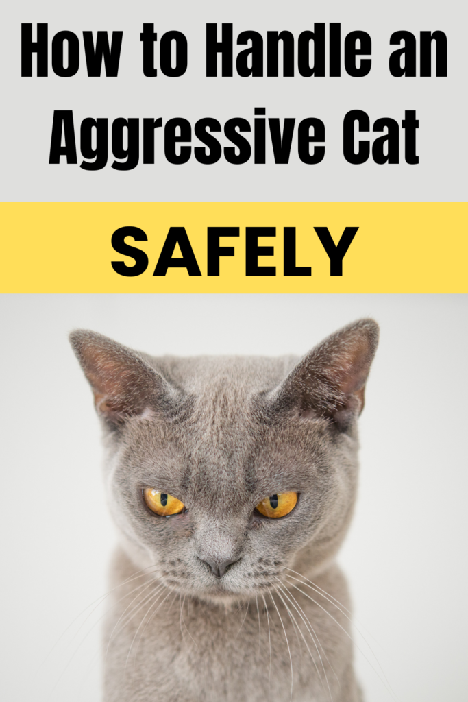 Aggressive Cat Behavior - Don't Get Your Face Scratched Off!