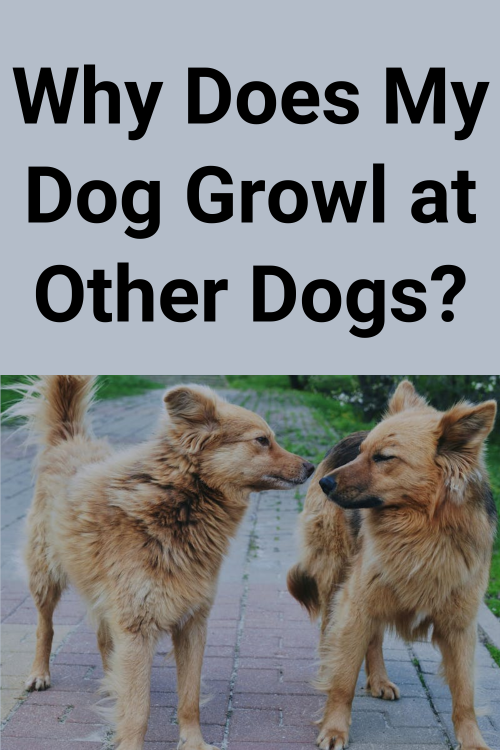Why Do Dogs Growl? - When It's Normal and When It's NOT