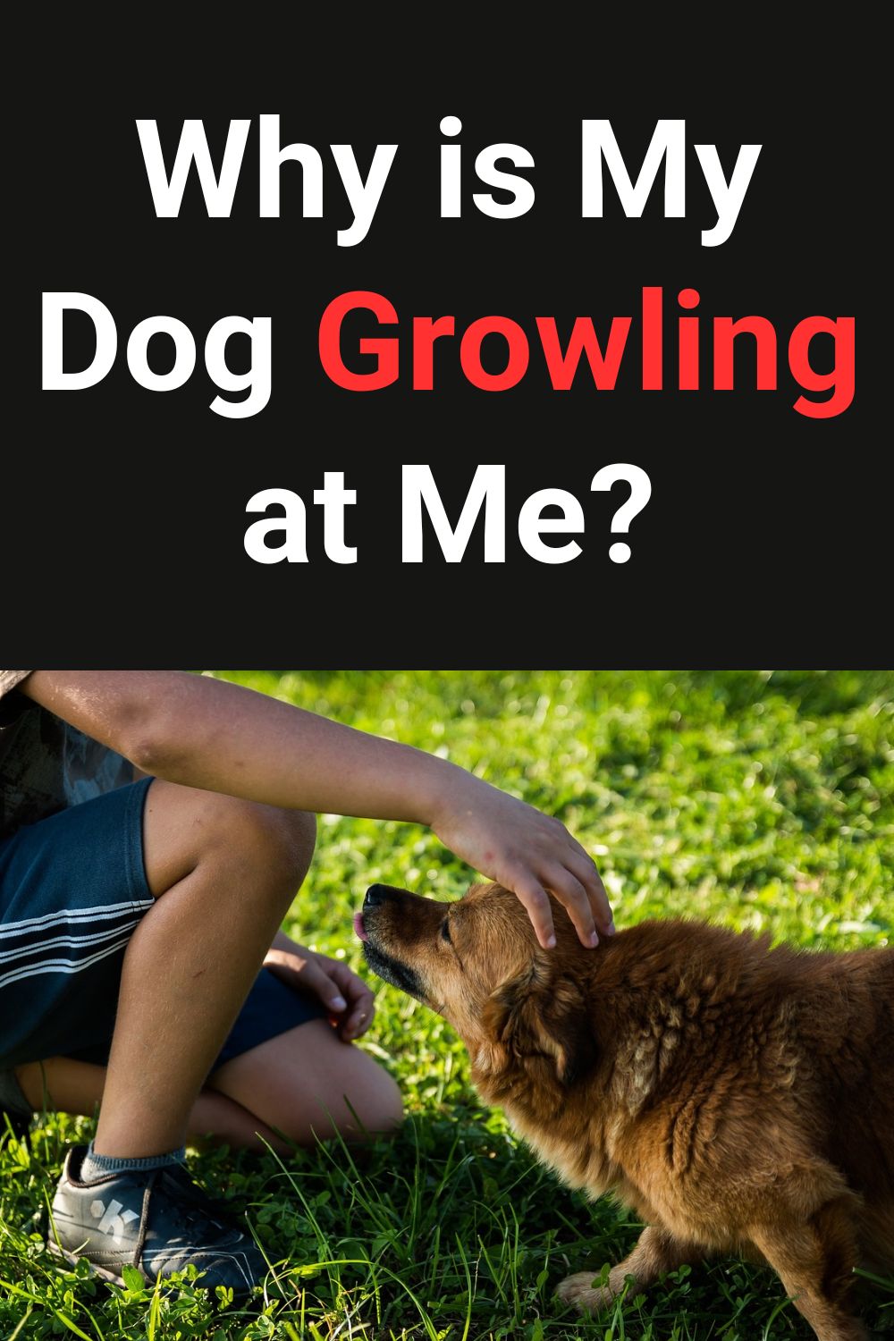 Why Do Dogs Growl? - When It's Normal and When It's NOT