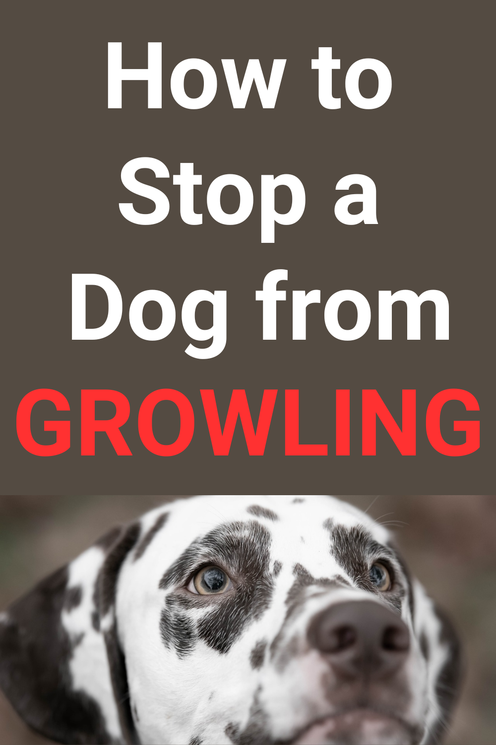 Why Do Dogs Growl? - When It's Normal and When It's NOT