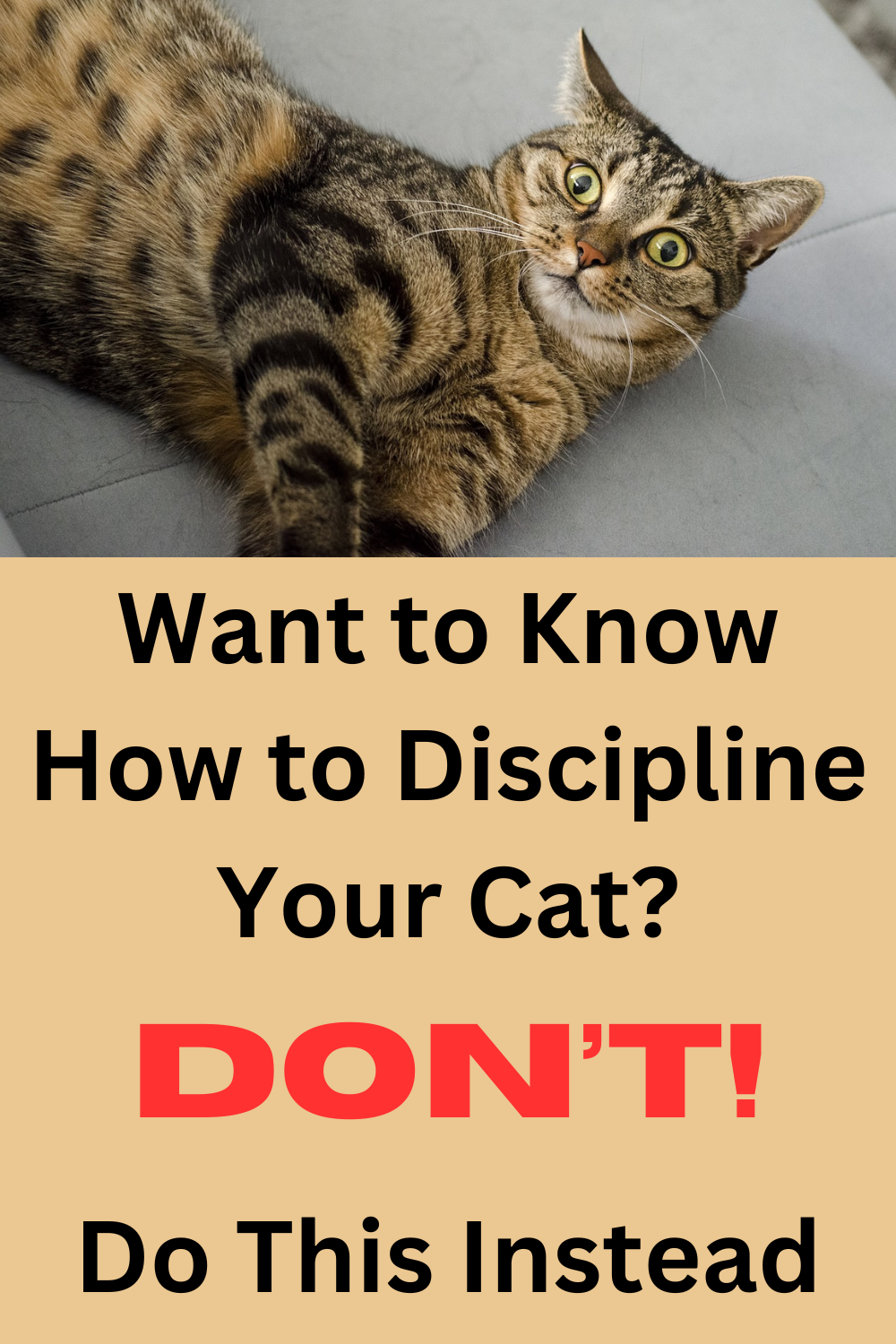 How to Discipline Your Pets - Don't! Do This Instead