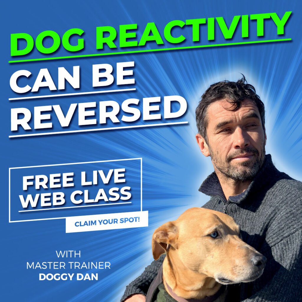 Understanding and Solving Dog Reactivity - Free Webinar!