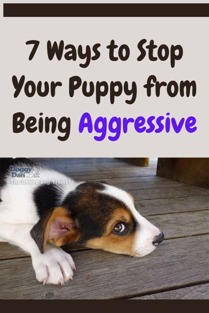 How to Stop a Puppy from Being Aggressive FAST!