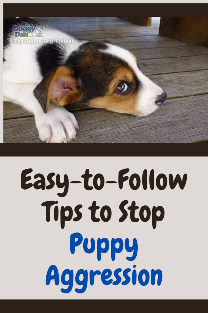 How to Stop a Puppy from Being Aggressive FAST!