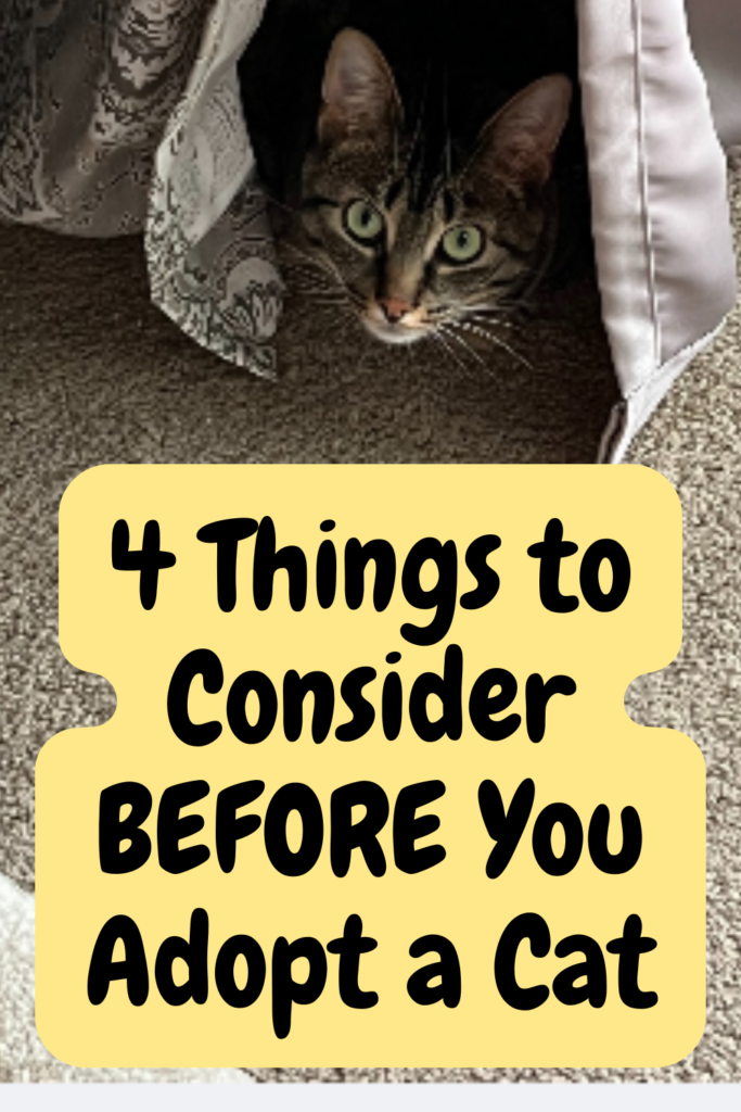 How to Adopt a Cat Read This BEFORE You Adopt a Cat!
