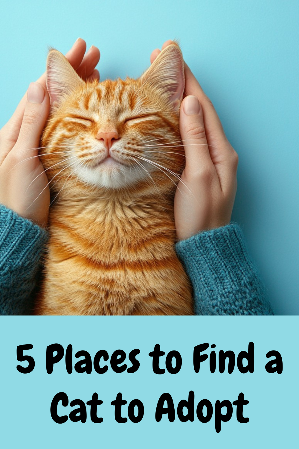 How to Adopt a Cat Read This BEFORE You Adopt a Cat!