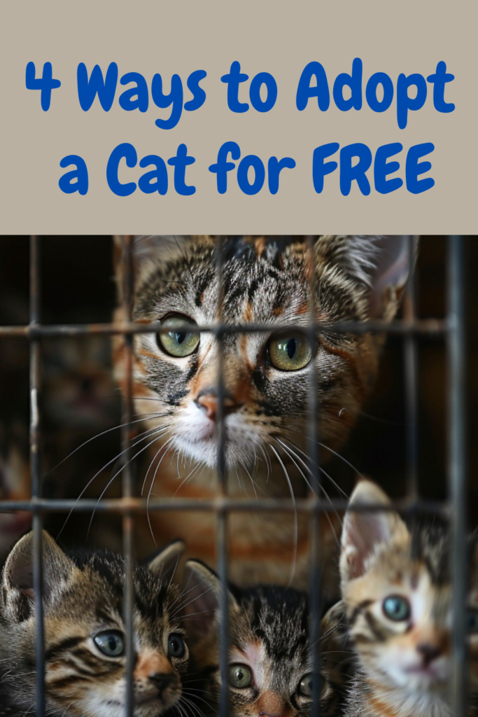 How to Adopt a Cat Read This BEFORE You Adopt a Cat!