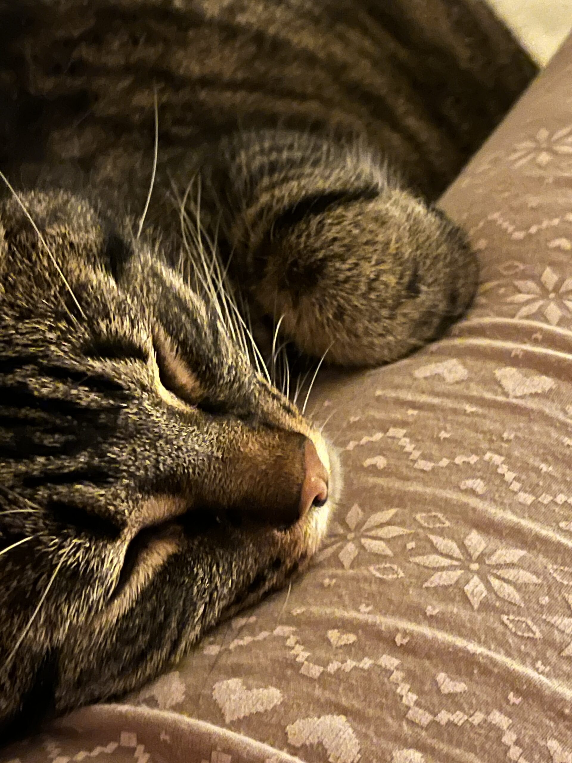 Separation Anxiety in Cats - How to Help Your Cat!