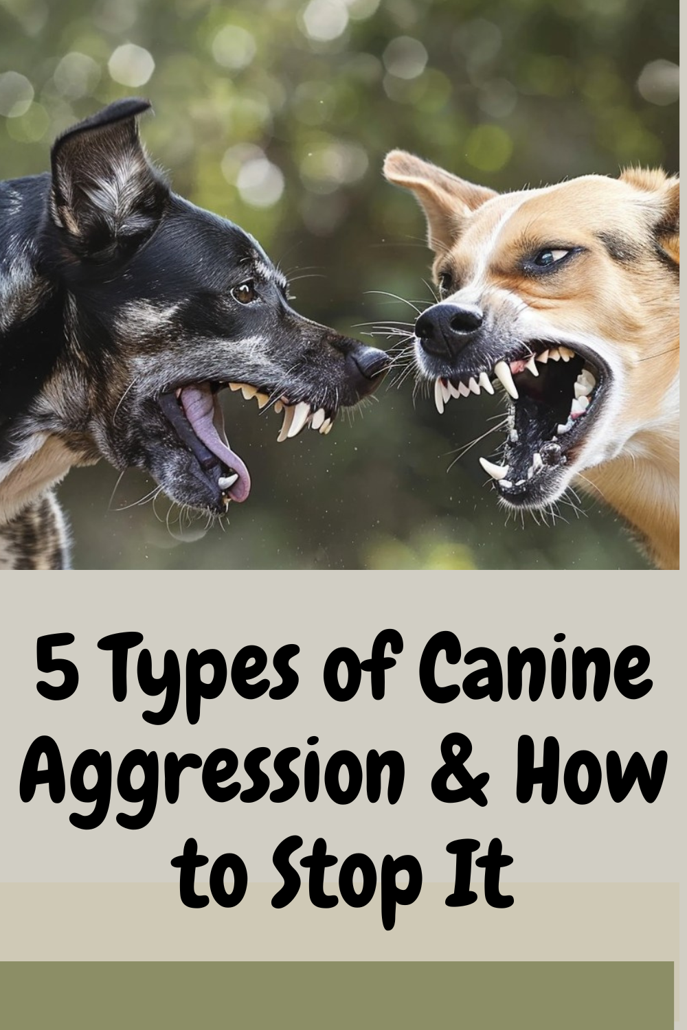 Canine Aggression - Fast, Effective and KIND Solution