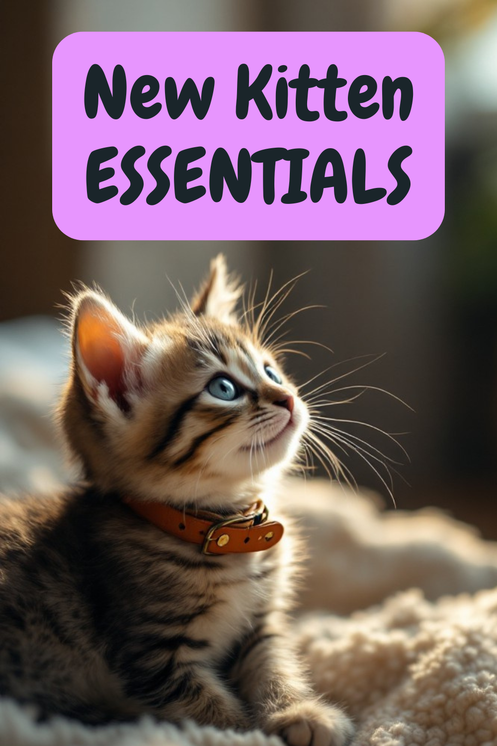What Does a New Kitten Need? | Printable Kitten Checklist