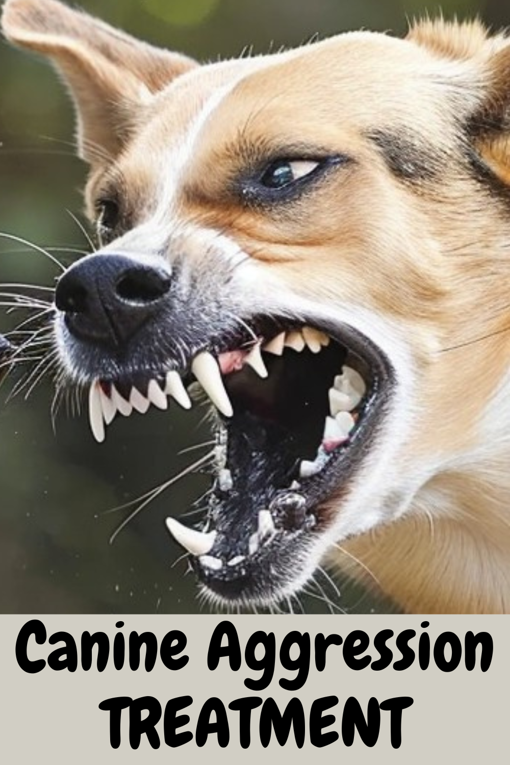 Canine Aggression - Fast, Effective and KIND Solution